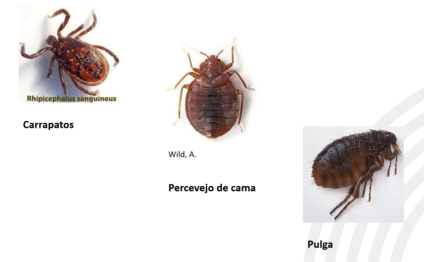 Expansão dos Percevejos de Cama: Conhecer para Controlar