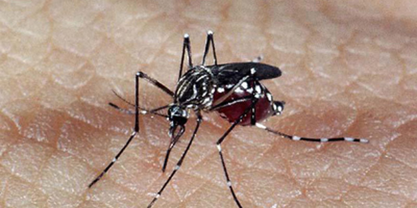 Rio Grande Do Sul Chega A 57 Mortes Por Dengue Em 2022 Número Já é